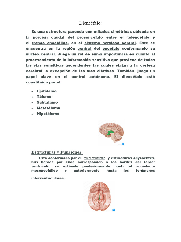 Diencèfalo | PDF | Hipotálamo | Tálamo