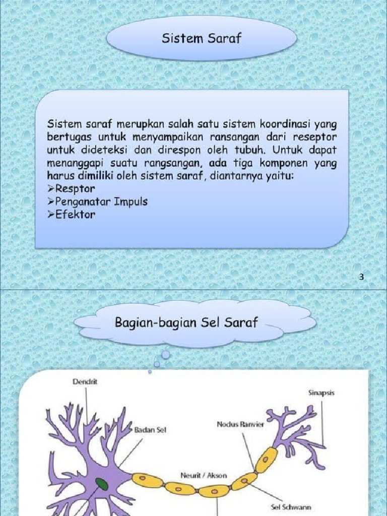 Sistem Saraf Manusia | PDF