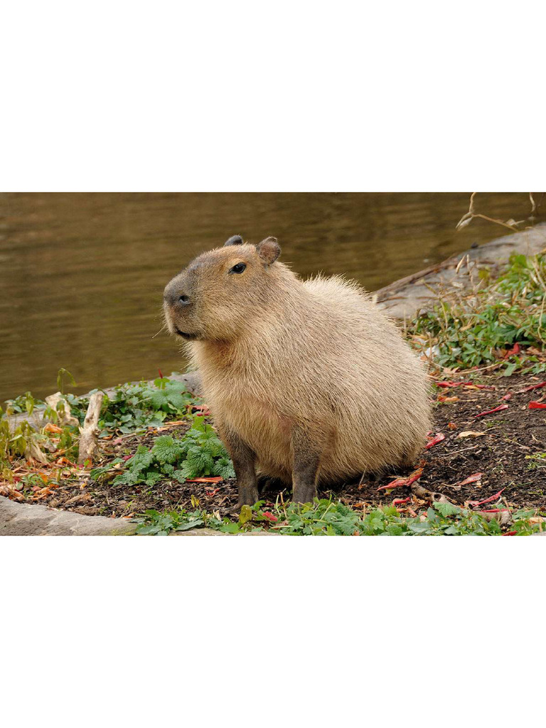 Capybara | PDF