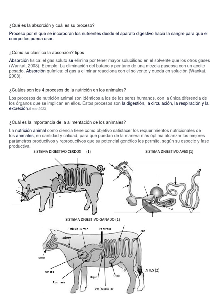 Qué Es La Absorción y Cuál Es Su Proceso | PDF | Digestión | Sistema ...