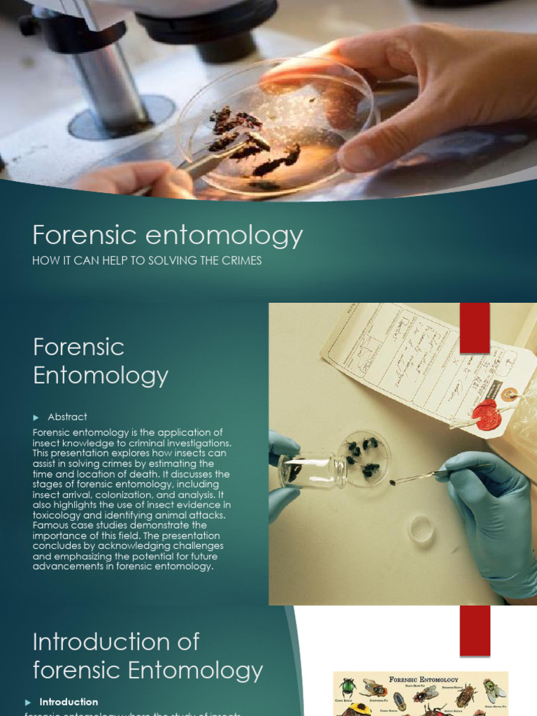 Forensic Entomology 2 | PDF | Forensic Science | Crime Scene