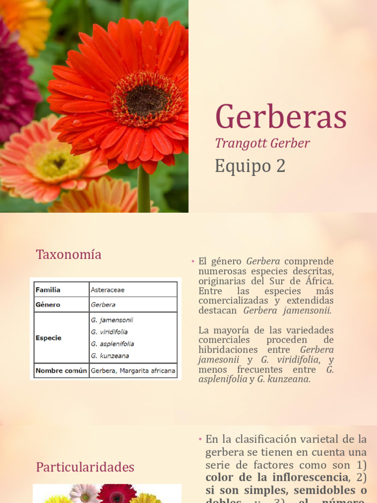 Gerberas | PDF | Fertilizante | Flores