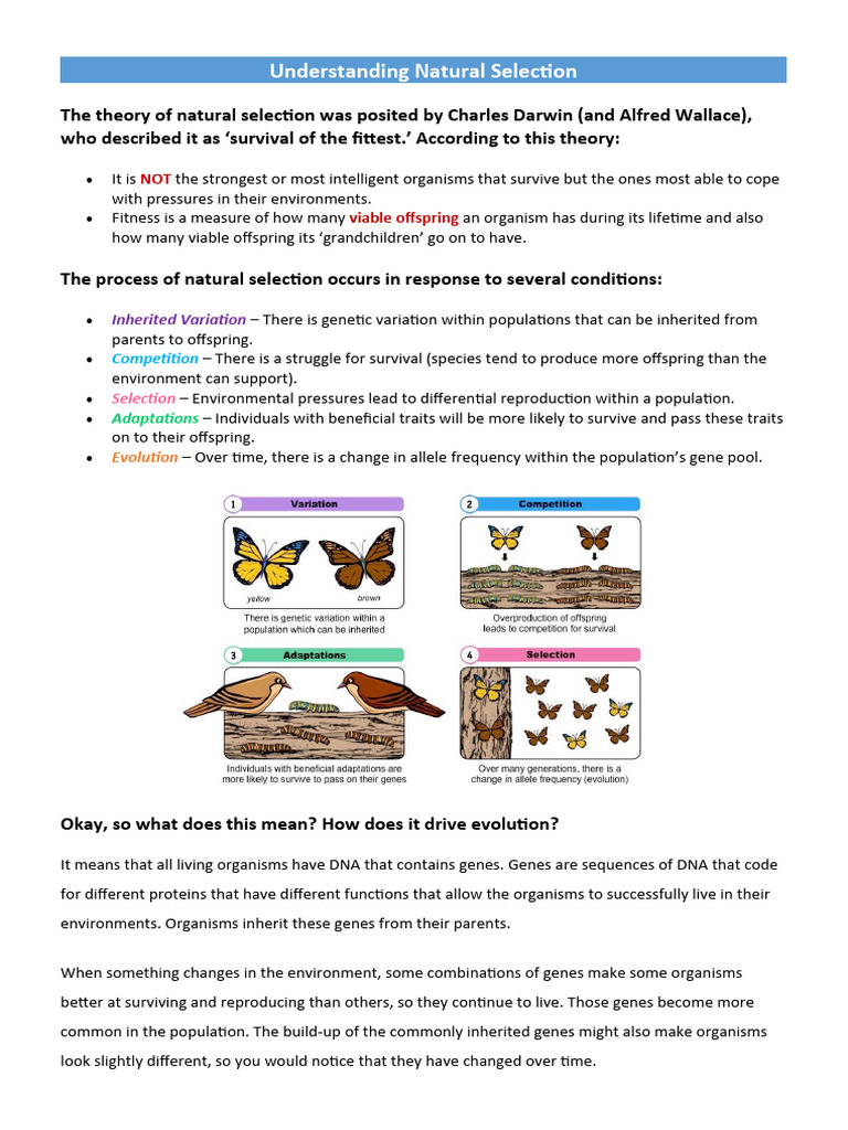 Natural Selection Basics | PDF | Mutation | Natural Selection