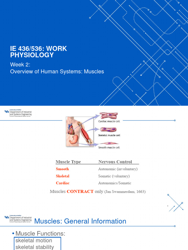 2 - Overview of Human Systems - Muscles | PDF | Skeletal Muscle | Muscle Contraction