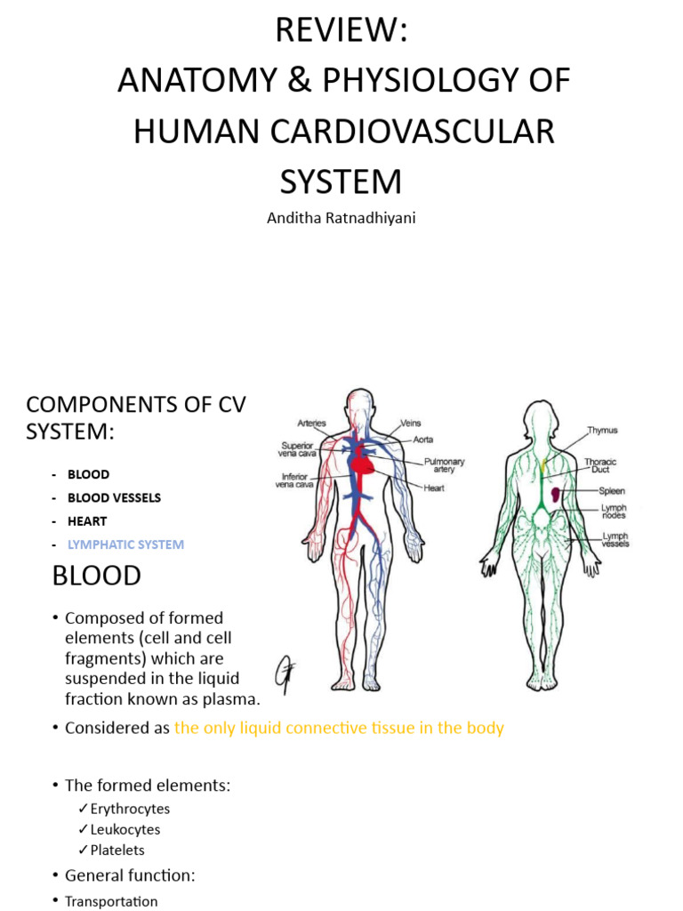 Anatomy of Heart | PDF | Heart | Lymph