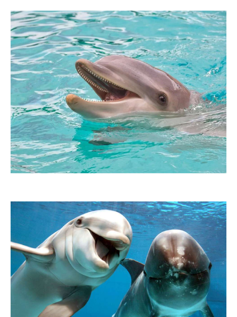Imagenes Delfin | PDF