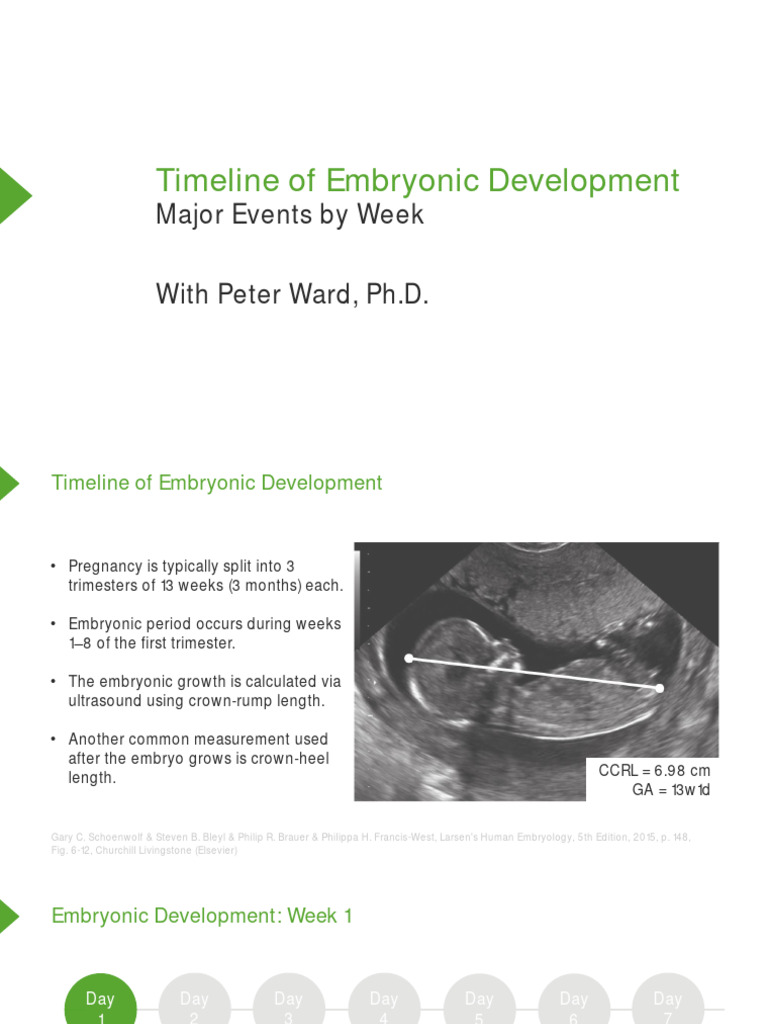 Slides - 13 67 - Timeline of Embryonic Development | Download Free PDF ...