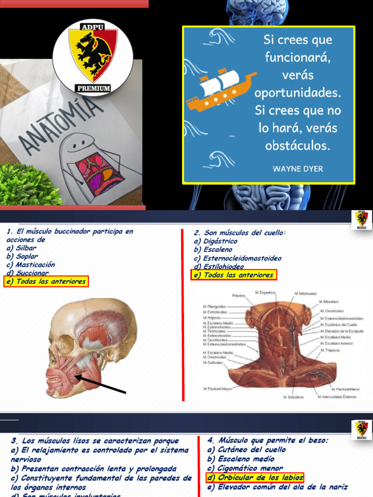 Anatom Ase 2023 | PDF | Músculo esquelético | Articulación