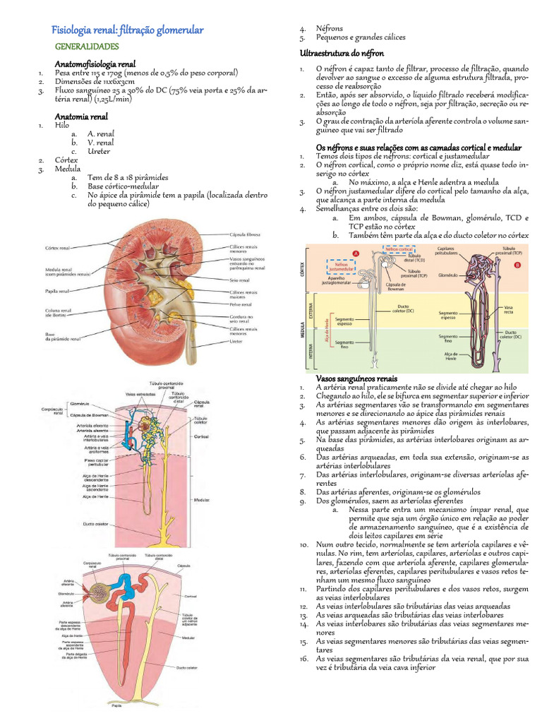 Resumo Fisiologia Renal | PDF | Rim | Micção