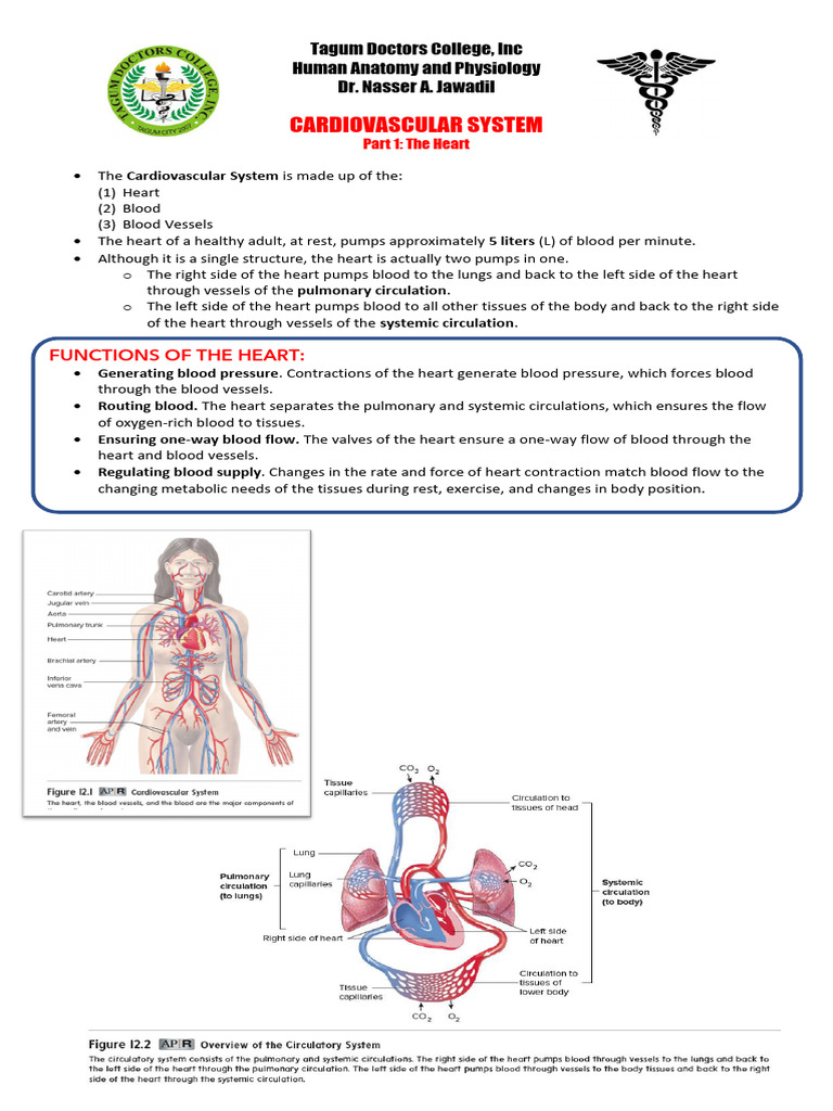 Heart Anatomy and Function Overview | PDF | Heart Valve | Coronary ...