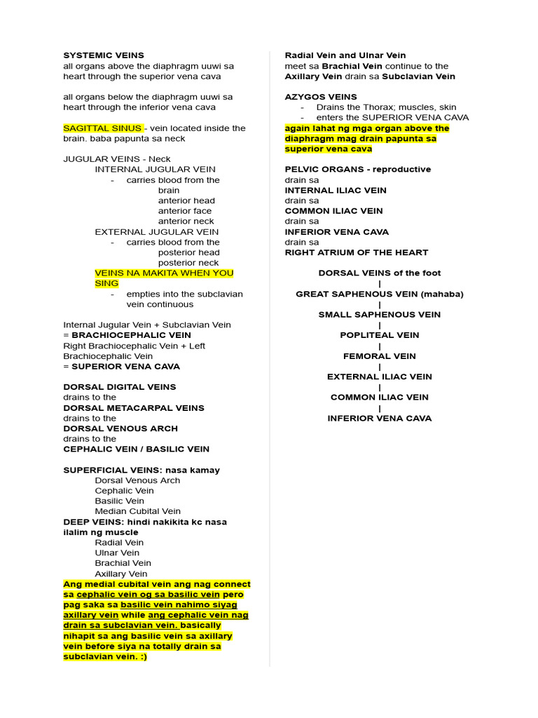 BV Veins | PDF | Vein | Angiology