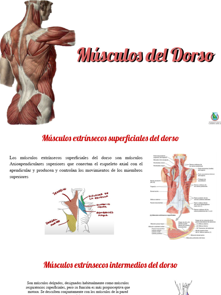 Anatomía de los Músculos del Dorso | PDF | La columna vertebral ...