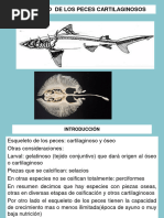 Anatomía y Fisiología de Los Peces Teleósteos | PDF | Vena | Pescado