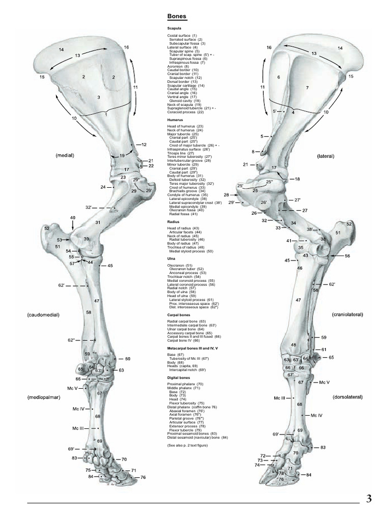 Extremitas Cranialis | PDF | Skeletal System | Human Anatomy