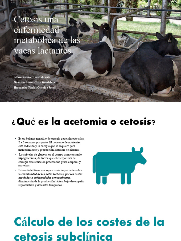 Cetosis Vacas | PDF
