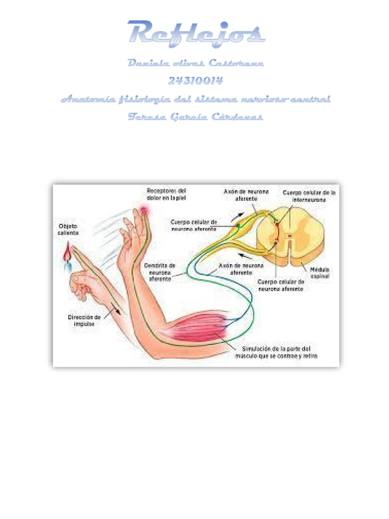 Reflejos Anatomia | PDF | Neurociencia | Neurofisiología
