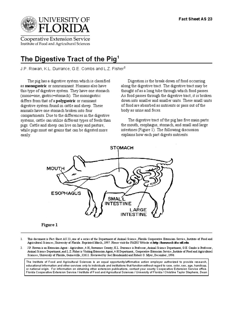Digestive Tract of The Pig | PDF | Small Intestine | Digestion