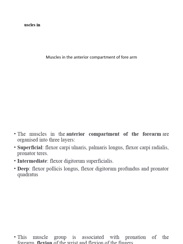 Ant Forearm Muscles | PDF | Thumb | Musculoskeletal System