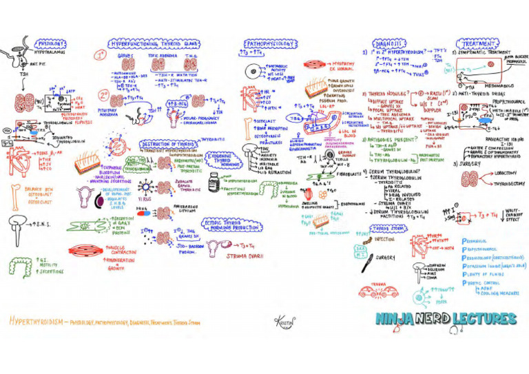 Endocrine Pathology) 03 Hyperthyroidism - Key | PDF
