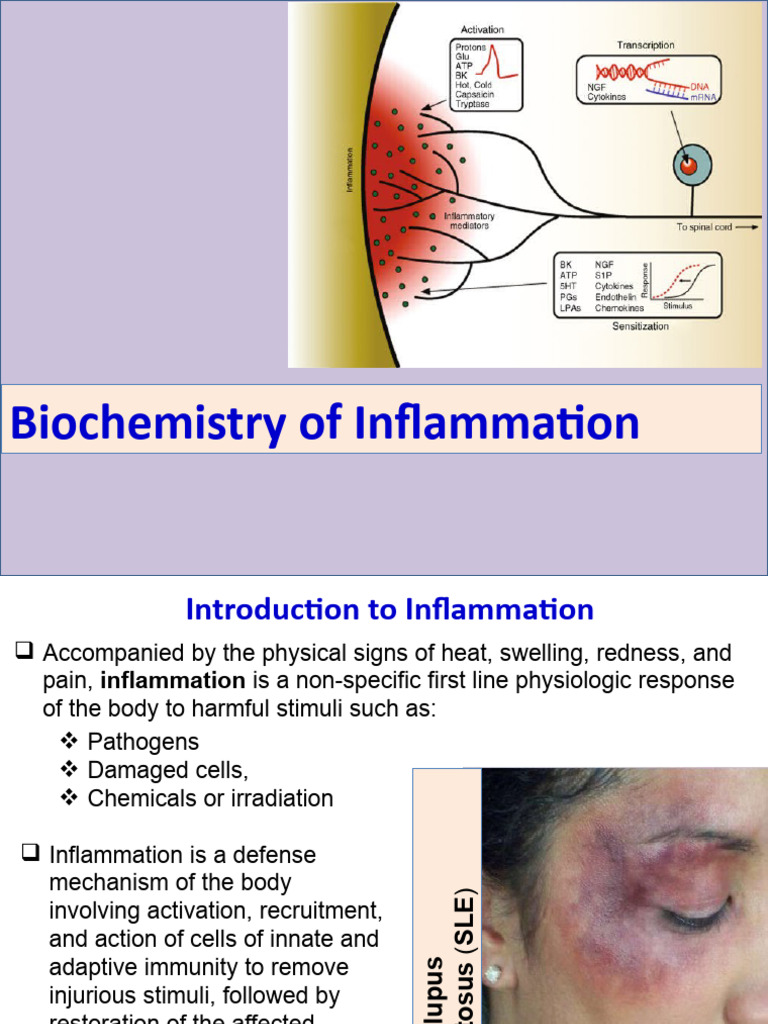 Biochemistry of Inflamation | PDF | Inflammation | Prostaglandin