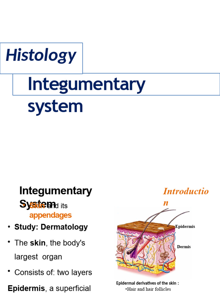 2 2 Integumentary System Pdf Skin Epidermis