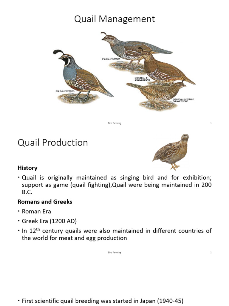 Quail Farming | PDF | Birds | Ornithology