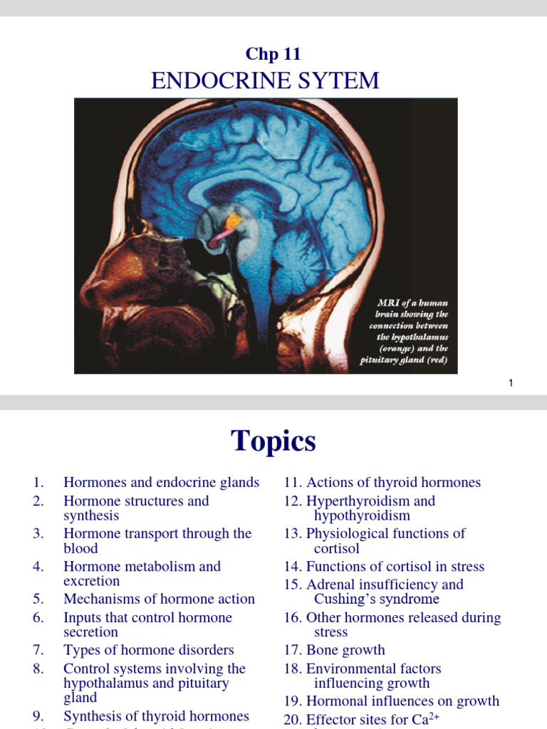 Bio 215 Topic 4 Endocrine System | PDF | Adrenal Gland | Hormone