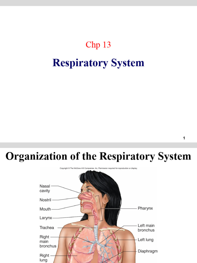 Bio 215 Topic 7 Respiratory | PDF | Respiratory Tract | Hypoxia (Medical)