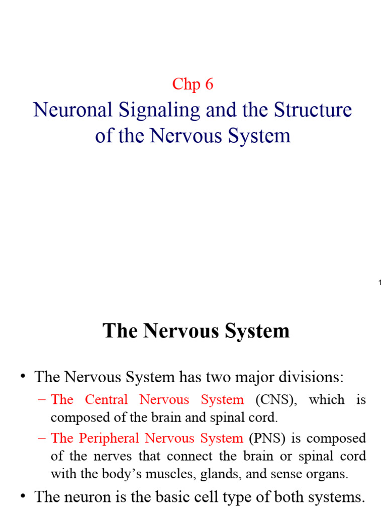 Bio 215 Topic 3 Nervous System | PDF | Action Potential | Chemical Synapse