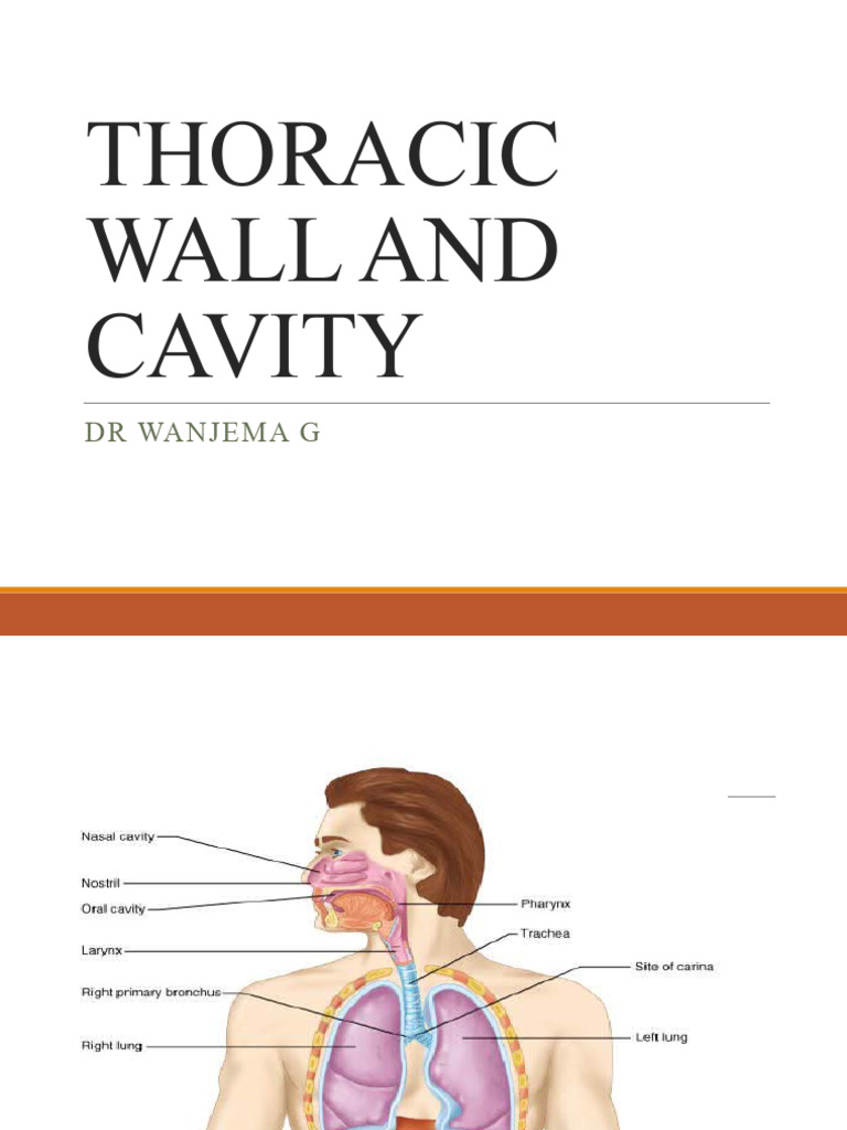 1.thoracic Wall and Cavity | PDF | Thorax | Vertebra