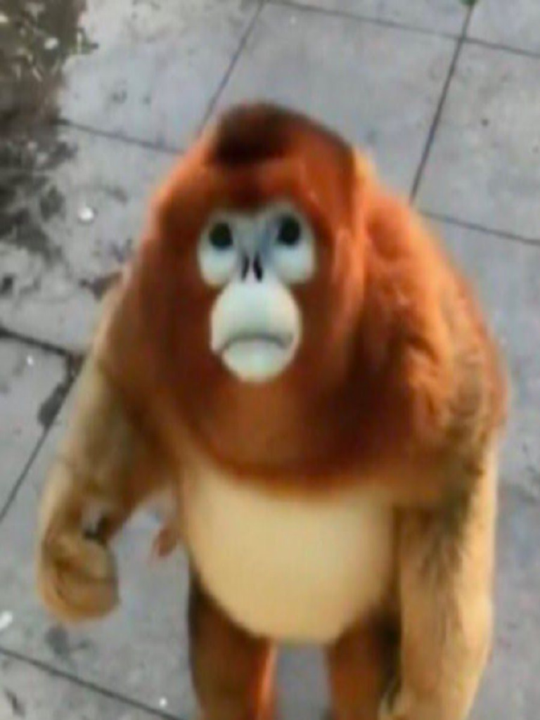 Mongy | PDF