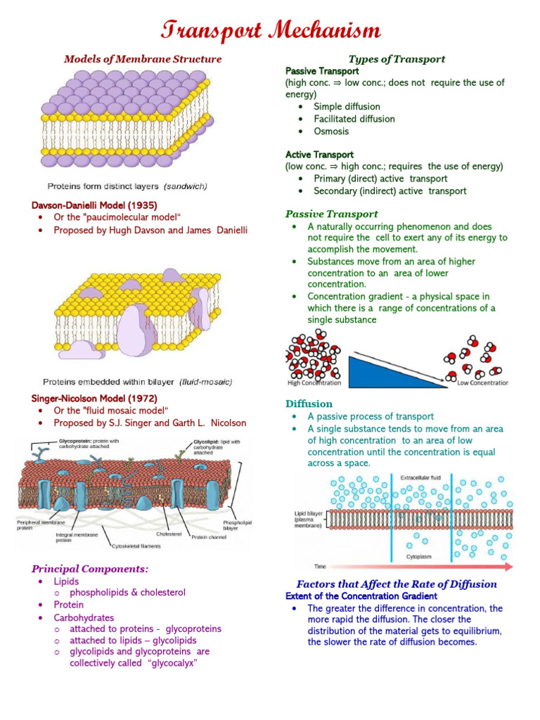 Transport Mechanism | PDF | Cell Membrane | Osmosis