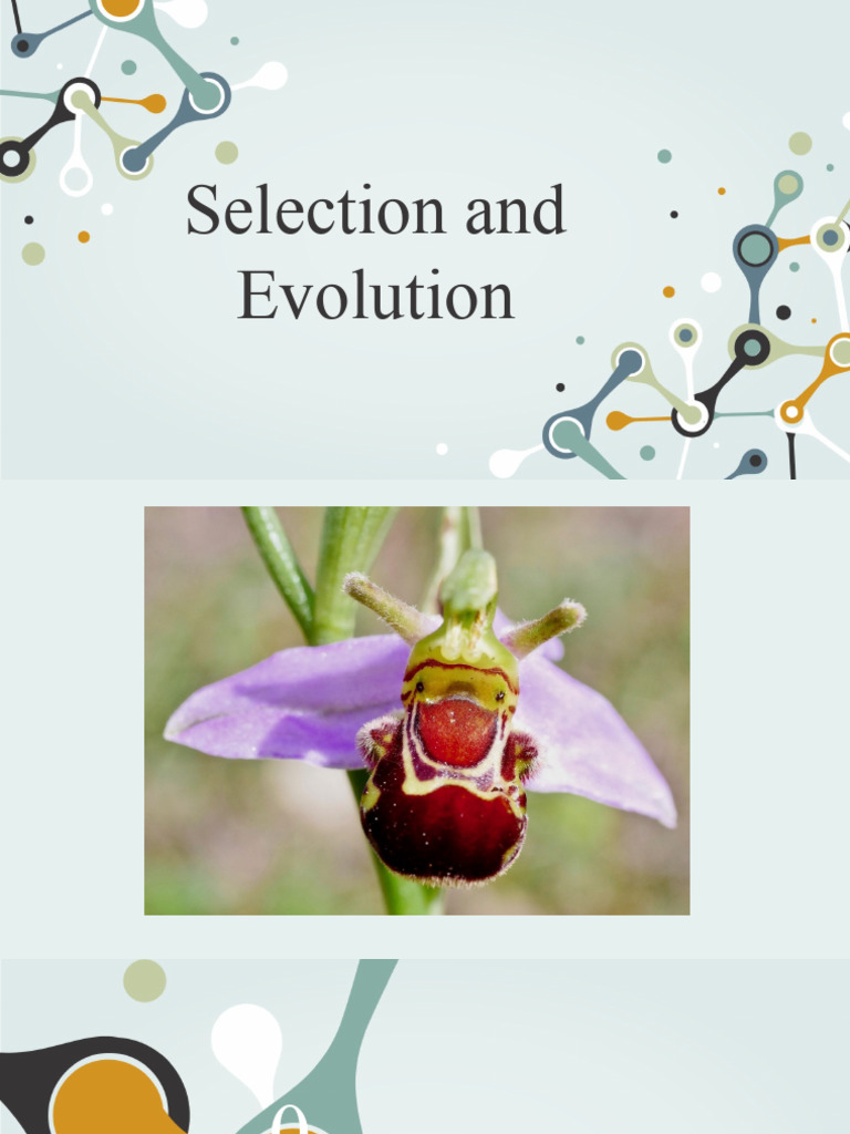 Evolution | PDF | Genotype | Zygosity