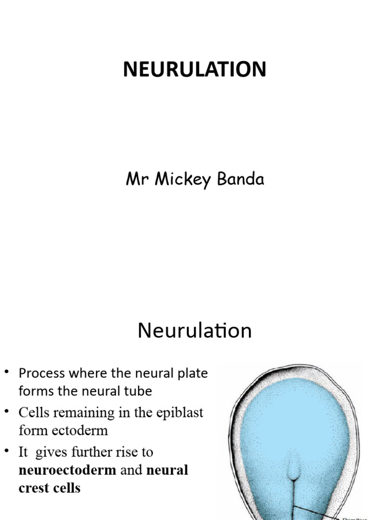 Neurulation | PDF