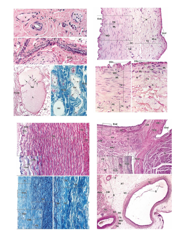 Histo Cardiovascular | PDF