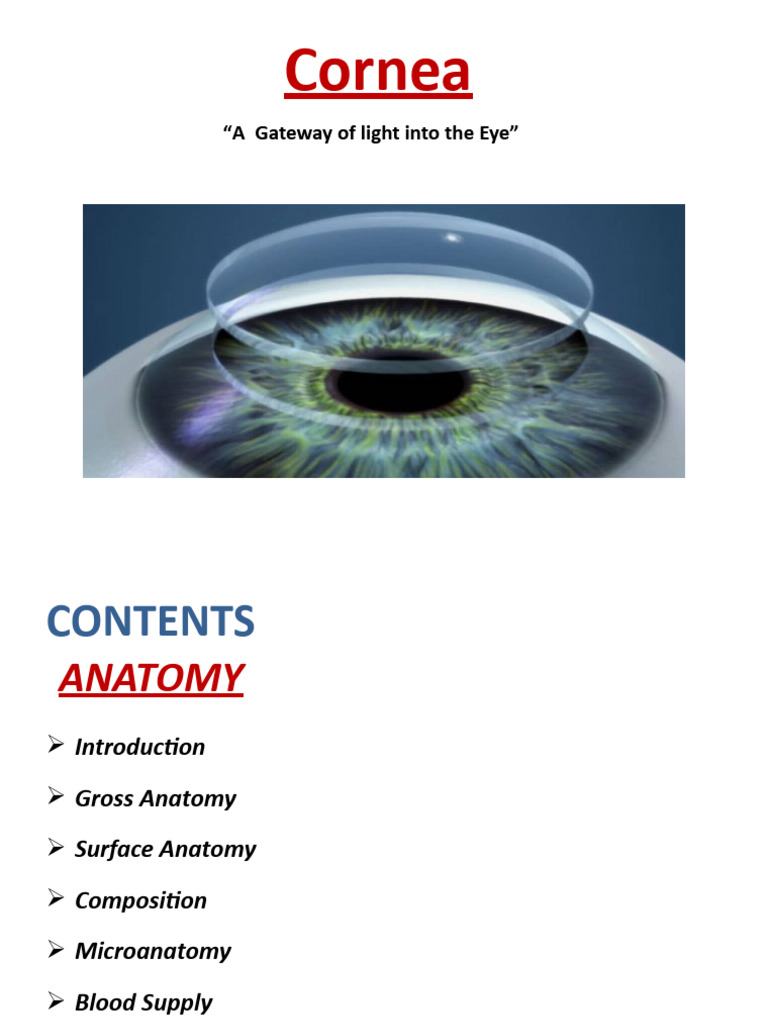 Anatomy of The Cornea | PDF