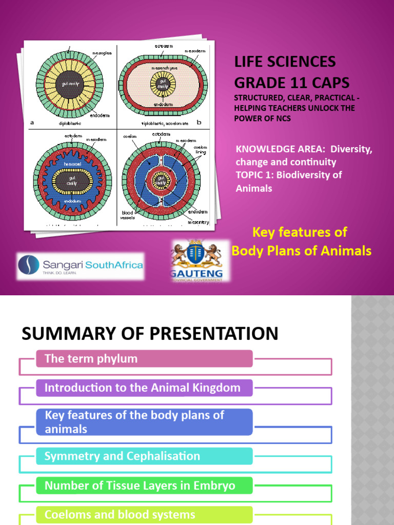 PP12 Biodiversity of Animals | PDF | Biology | Zoology