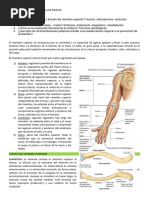 Anatomía del Húmero, Radio y Cúbito | PDF | Codo | Hombro