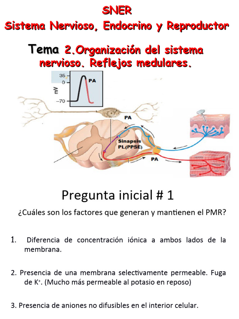 Reflejos Medulares y Eferencias Motoras | PDF | Neuroanatomía ...