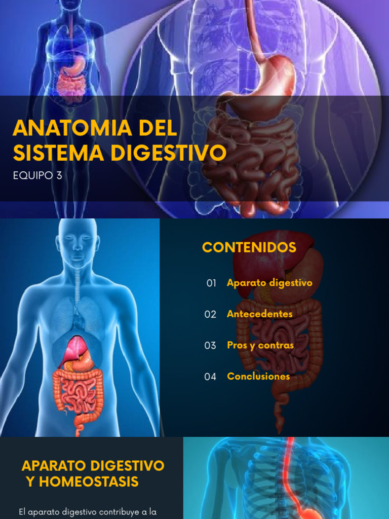 Sistema Digestivo | PDF | Sistema digestivo humano | Bilis