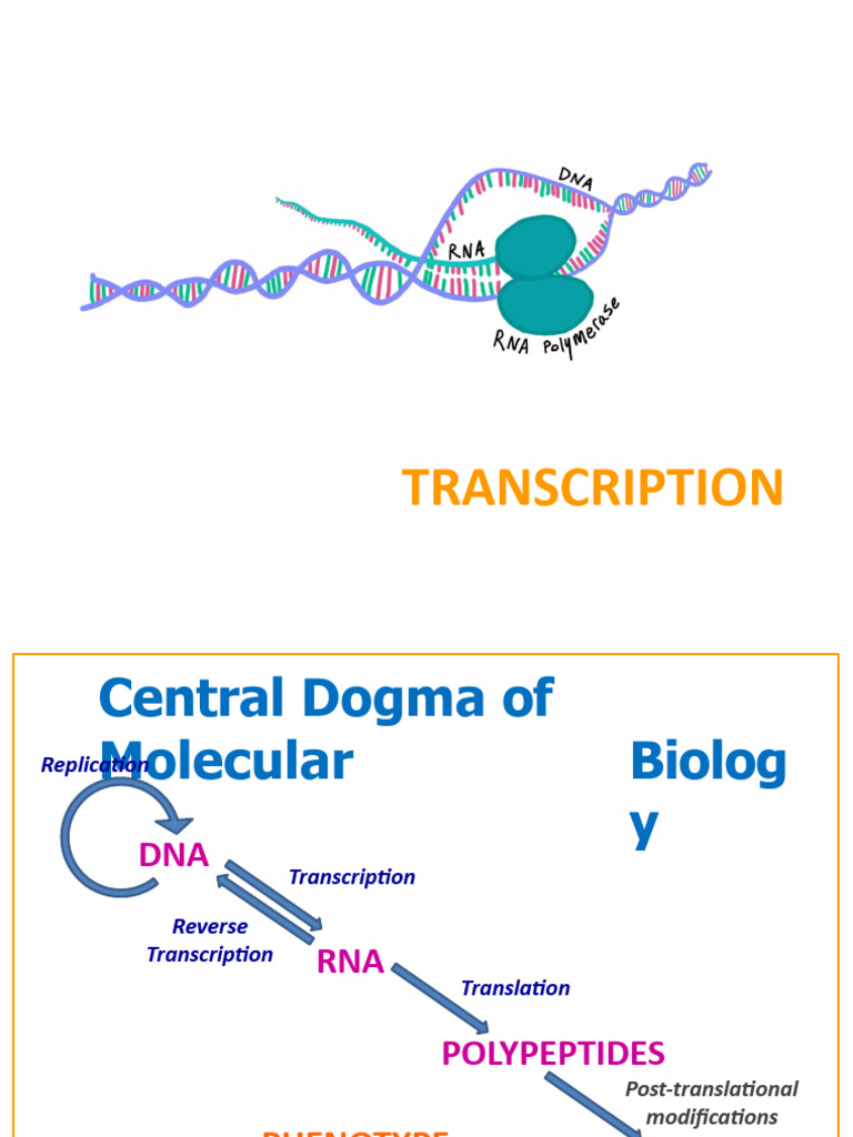 Transcription and Post Transcription | PDF | Rna Splicing | Rna