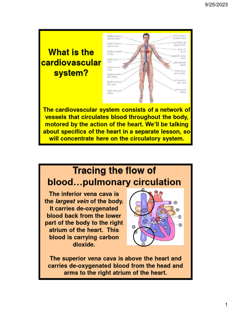 Anatomy of Blood Flow | PDF | Aorta | Heart Valve