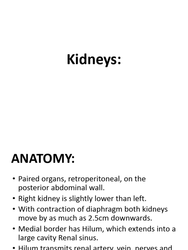 Kidneys | PDF
