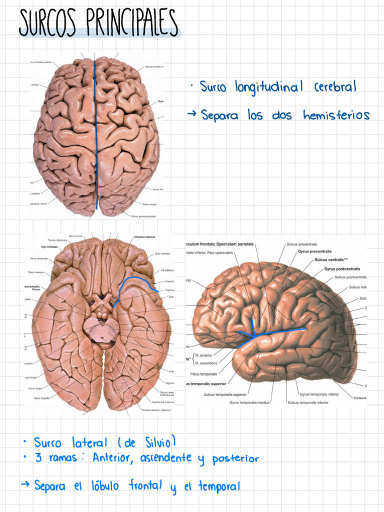 Principales Surcos Cerebrales | PDF | Cerebro | Cerebro