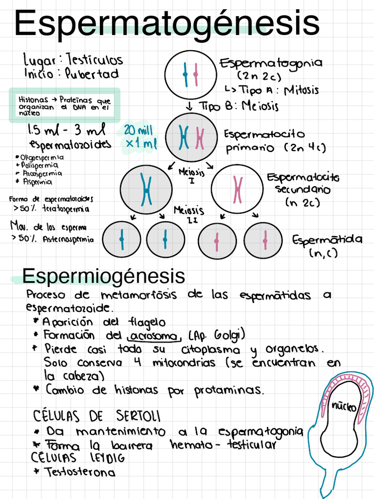 Espermatogénesis | PDF | Biología Celular | Especialidades Medicas