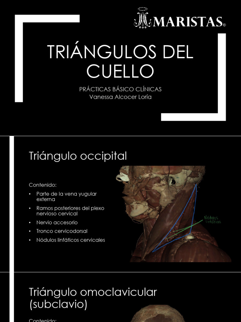 Triángulos Del Cuello | PDF