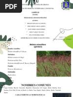 Ficha Técnica Del Pasto Guinea (Panicum Máximum Cv. Guinea Común) | PDF