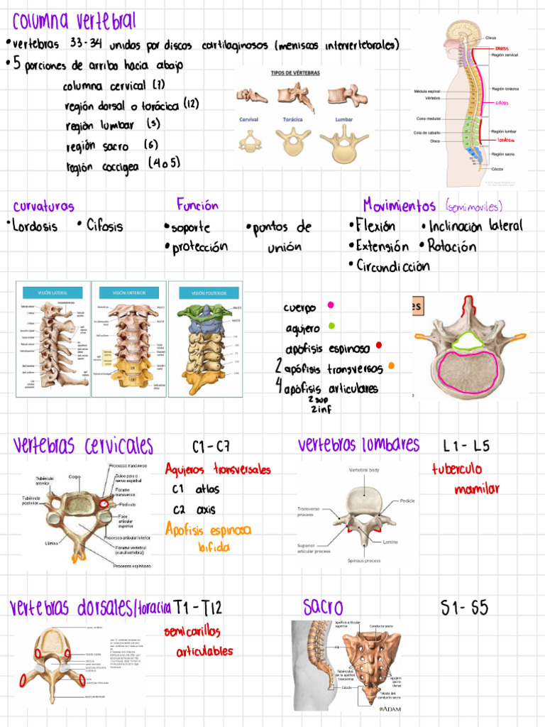 Anatomía de la Columna Vertebral | PDF | Vértebra | La columna vertebral