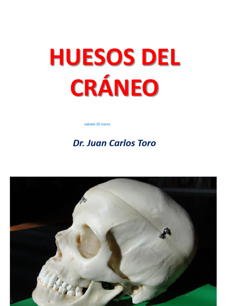 Huesos Del Cráneo Pdf Cráneo Cabeza Y Cuello Humanos