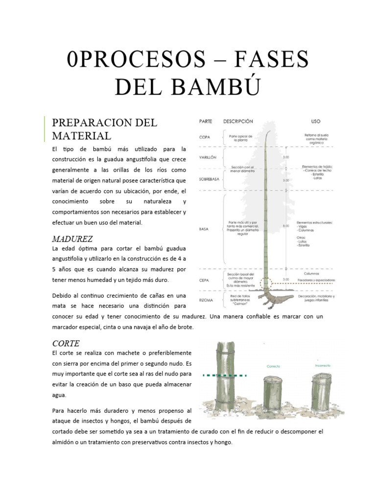Procesos Del Bambu | PDF | Agua | Insectos